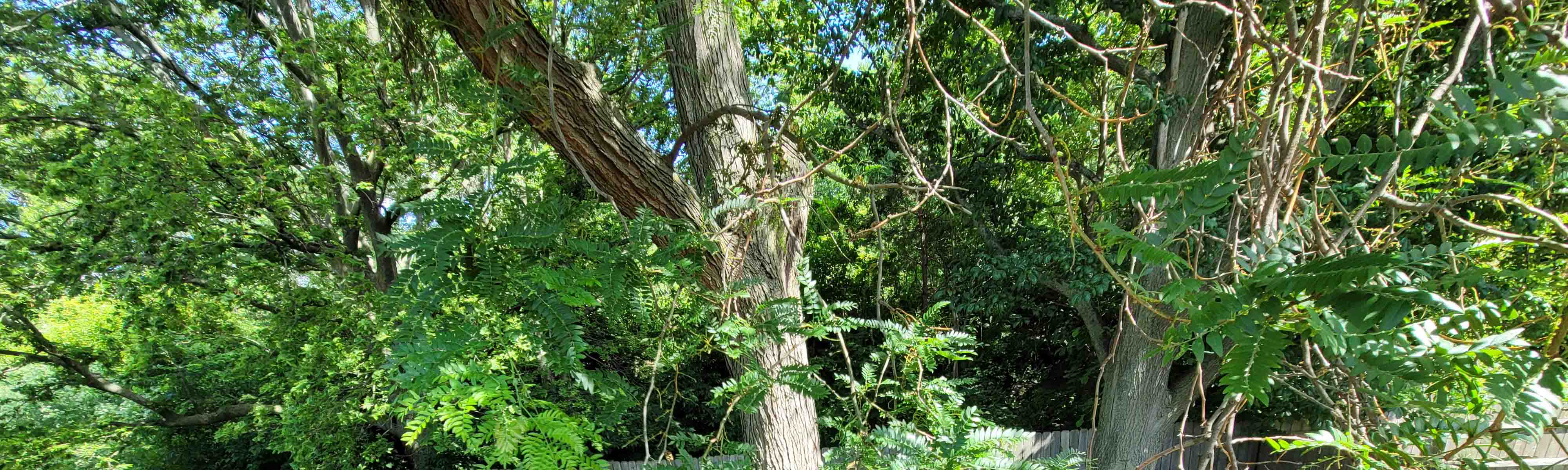 Client Hub for Texas Tree Care in Spring TX